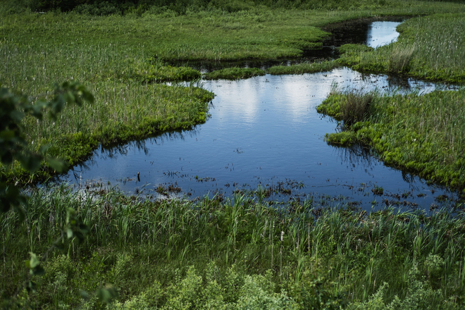 pelkės lietuvoje Skuodas