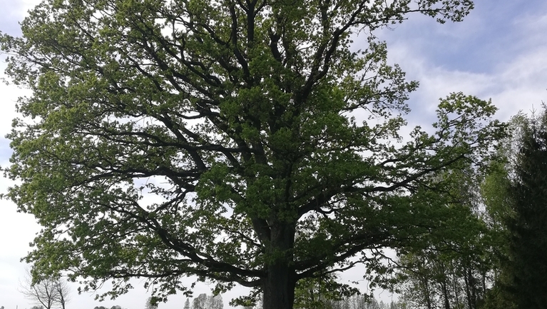 Mediškių ąžuolas